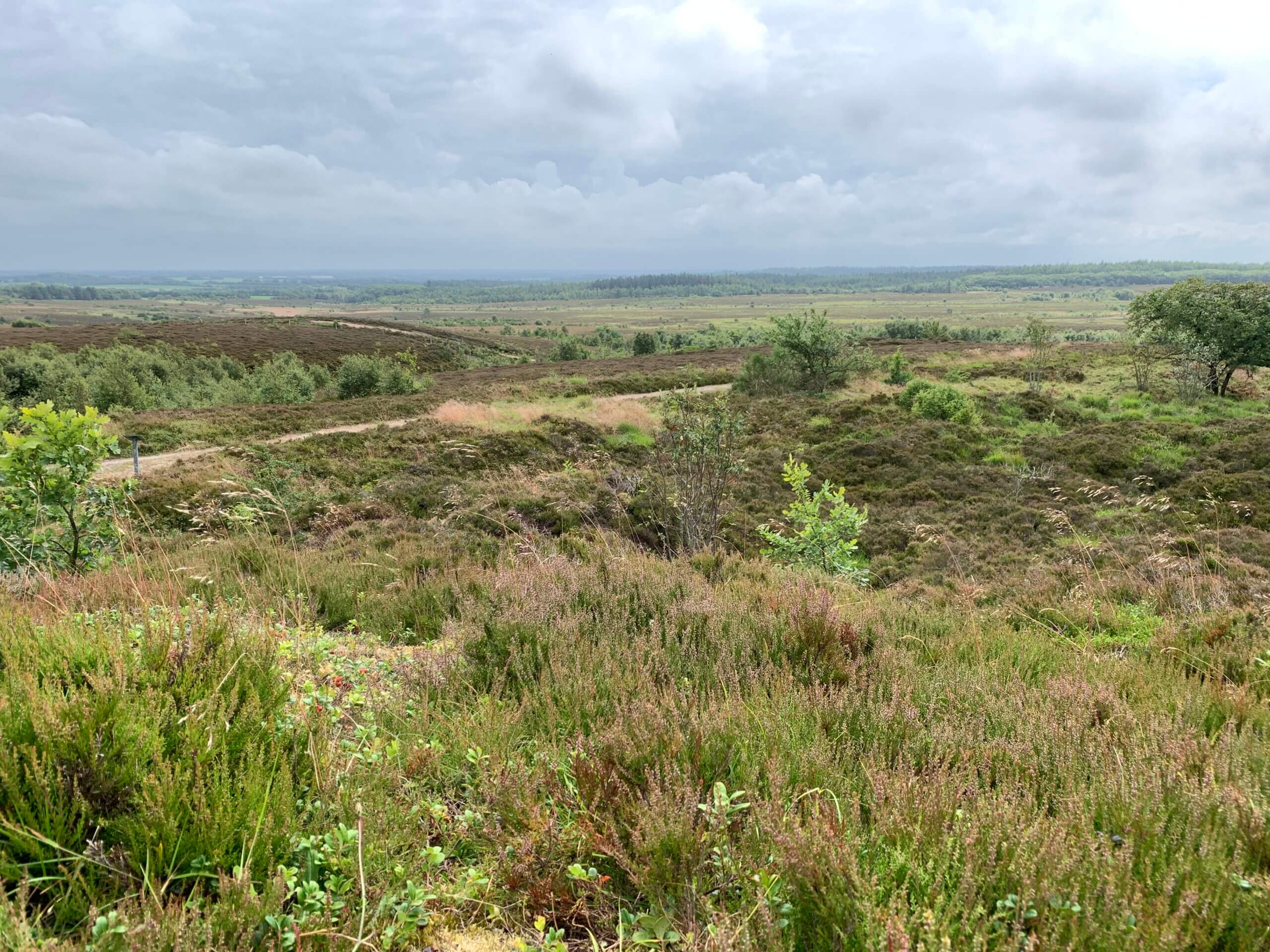 Dejbjerg Hede - Ringkobing Fjord Museer