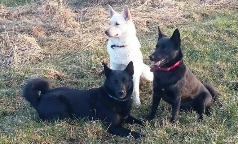 Meet the dogs of the Vikings - Ringkobing Fjord Museer