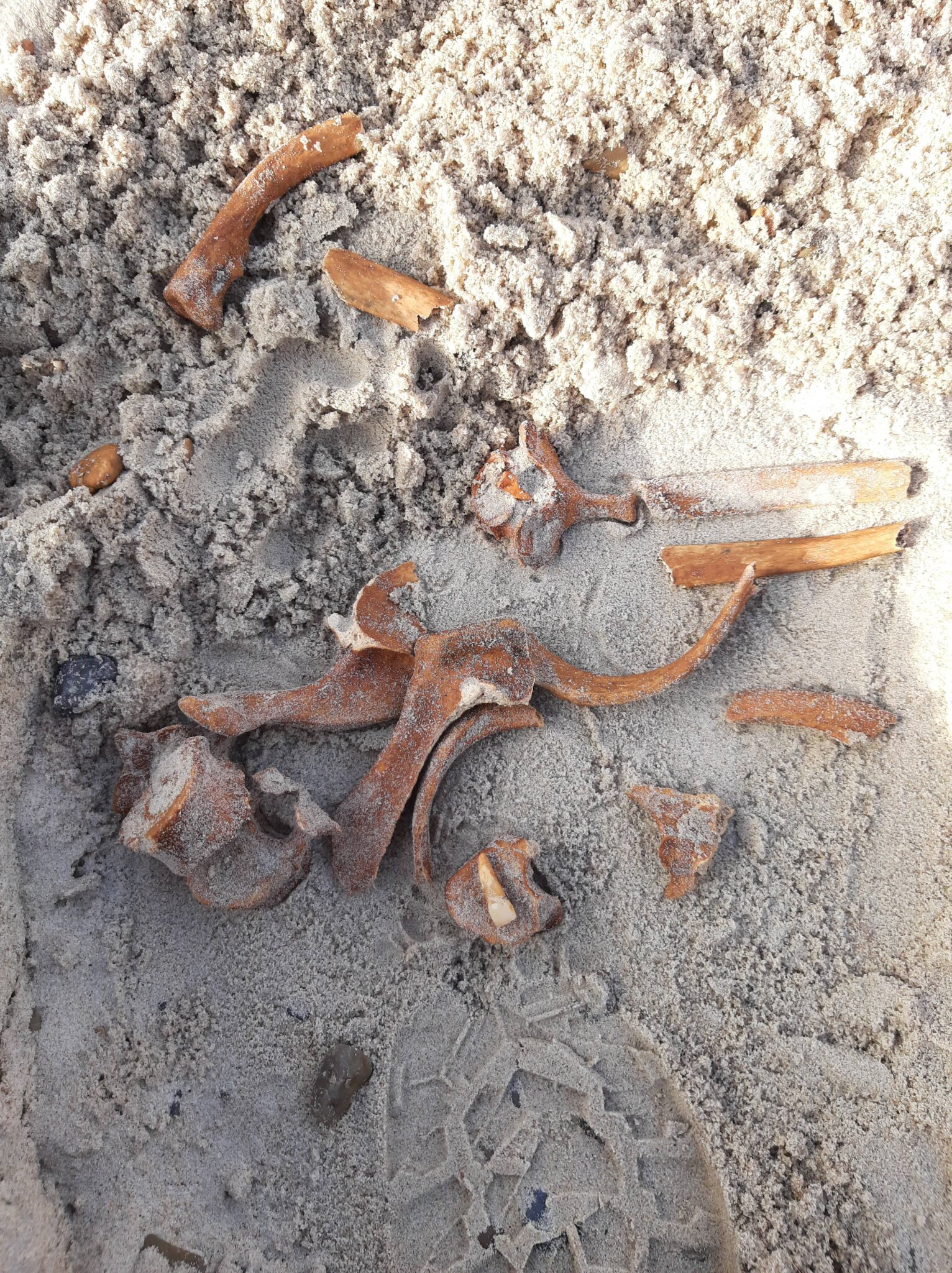 ARV 652 - Skeletal remains, Børsmose beach - Ringkobing Fjord Museer