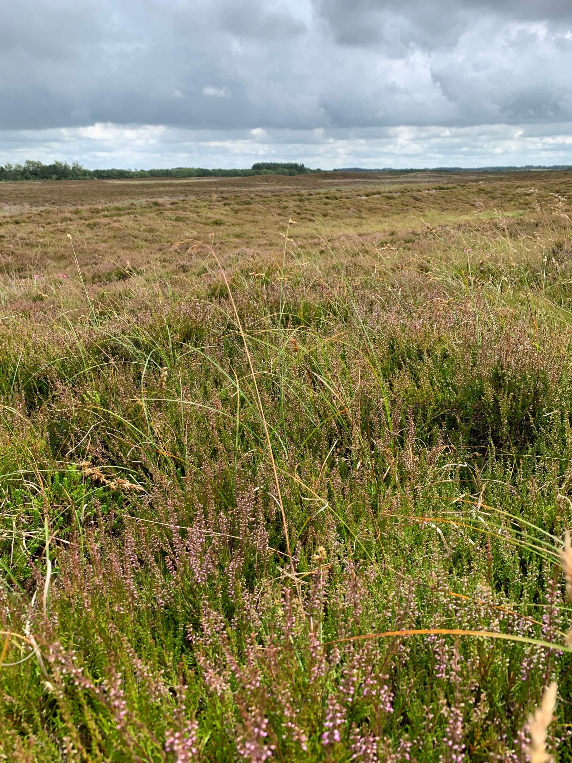 Lønborg Hede - Ringkobing Fjord Museums