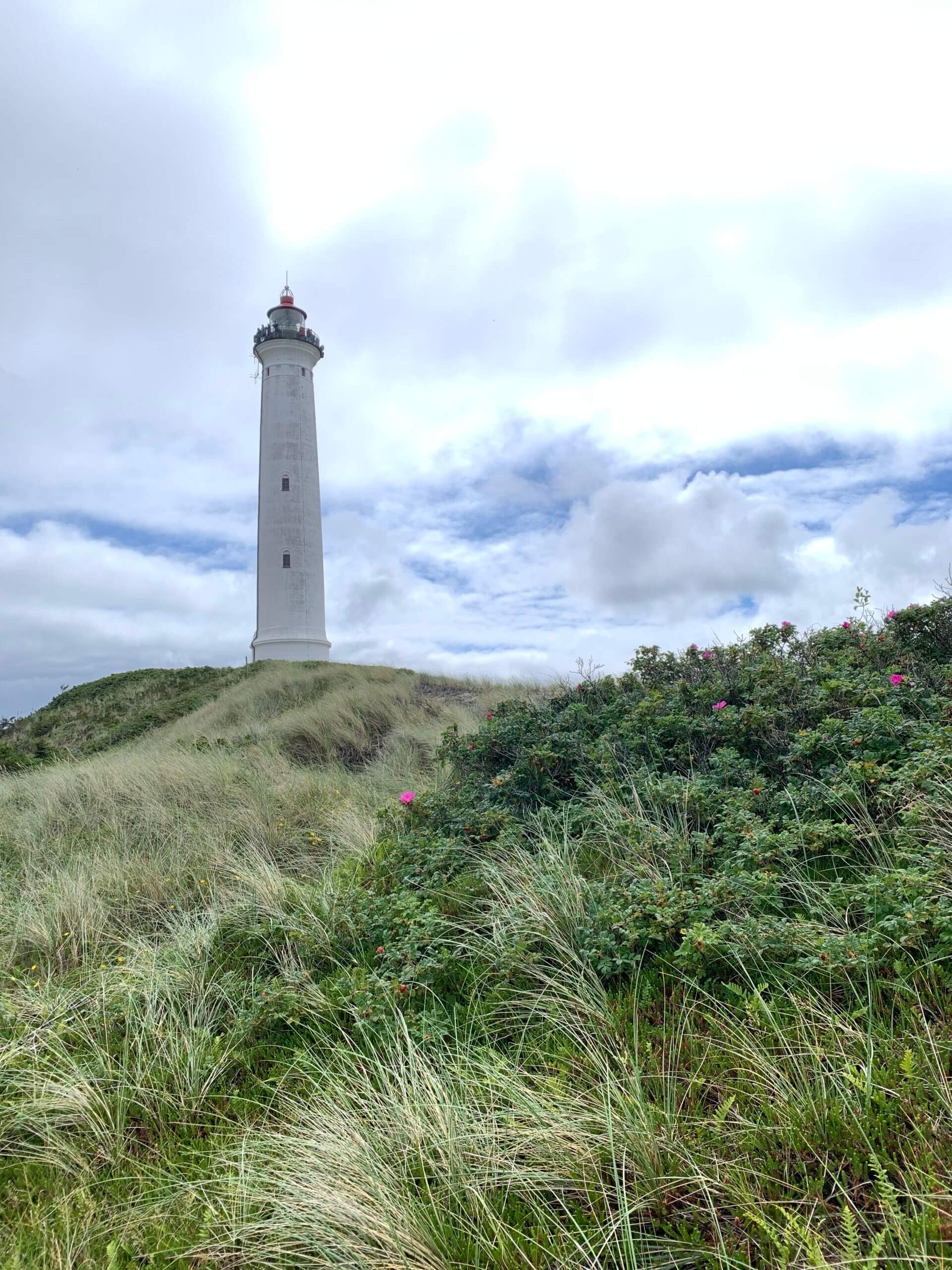 The dune heath at Lyngvig Fyr - Ringkobing Fjord Museums